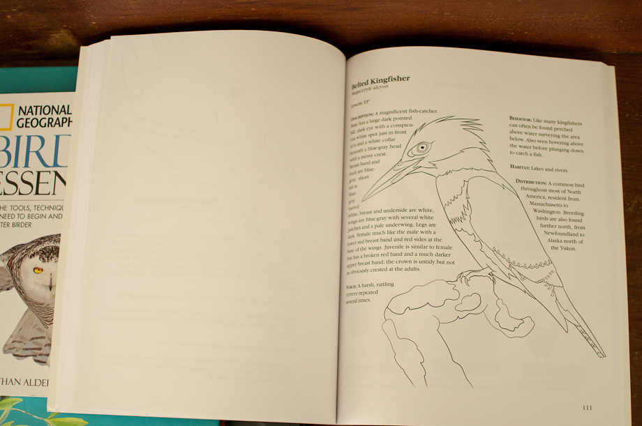 Tweet Tweet – Life in Color Photo